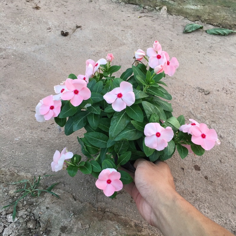 Mua Cây Hoa Dừa Cạn Thái Đứng,Rủ Nhiều Màu Ra Hoa Quanh Năm Và Sai Hoa ...