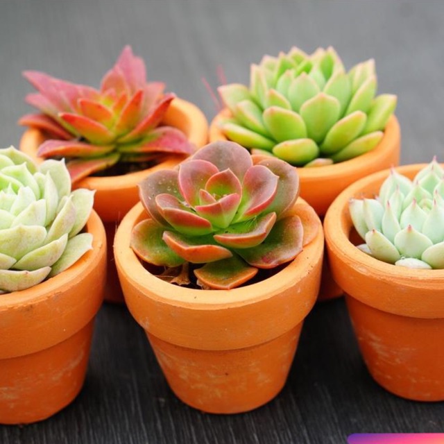 Mua Sen đá Đà Lạt mini 3cm + chậu đất nung (1cây+chậu), Bao khỏe, dễ ...