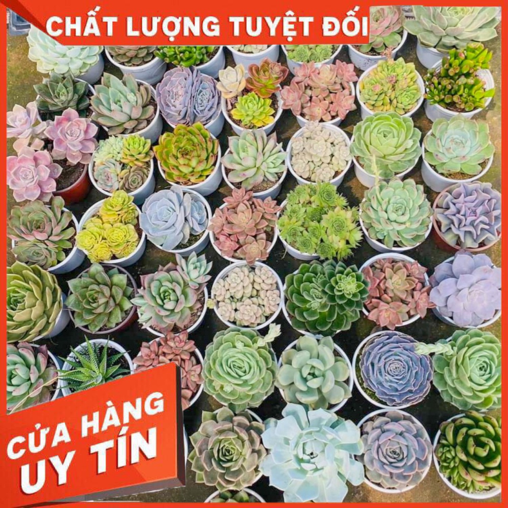 Mua sen đá size trung kích thước từ 9-12cm FREE SHIP xuất xứ Đà Lạt, đã ...