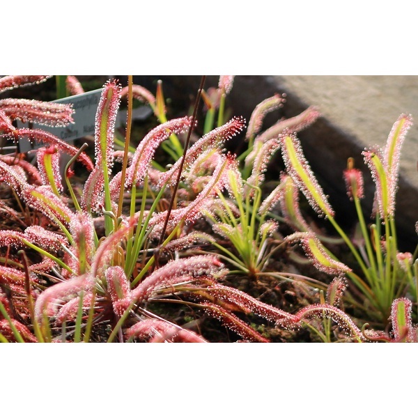 Mua Gọng Vó Drosera Cây bắt mồi cây ăn thịt bắt côn trùng ruồi muổi dễ ...