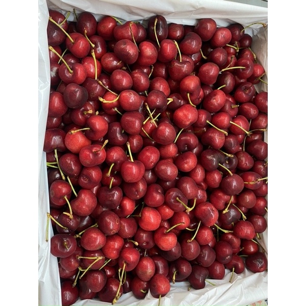 cherry cherry cherry | Shopee Việt Nam