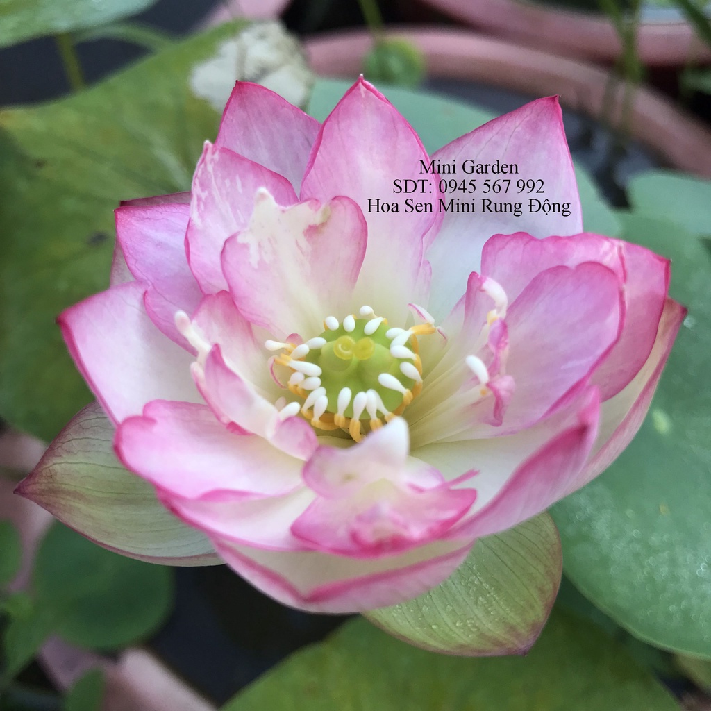 Mua Củ Sen Mini Nhật Rung Động - Củ Sen Giống - Củ Sen Mini Ra Hoa Sau ...