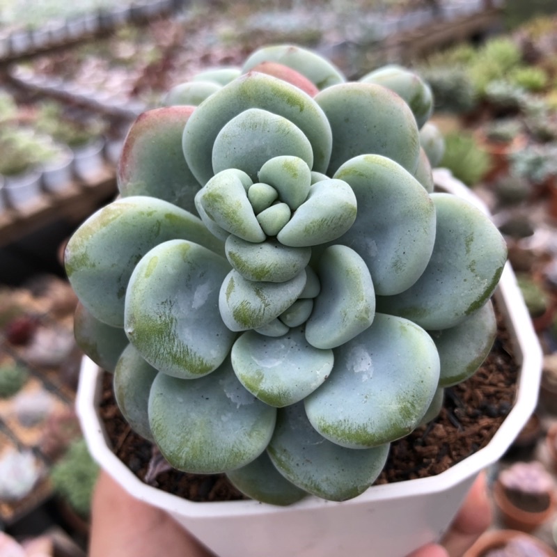 Mua Sen Đá Sỏi Thiên Thanh Có Mùi Thơm Hư 1 Đổi 1 giá rẻ nhất | TecKi.Vn