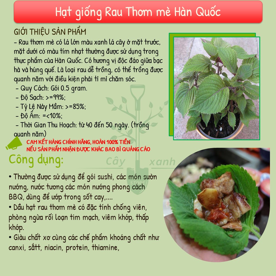Mua Hạt Giống Rau Thơm Mè (Lá Mè Vừng) Hàn Quốc - Trồng Hạt Giống Rau ...