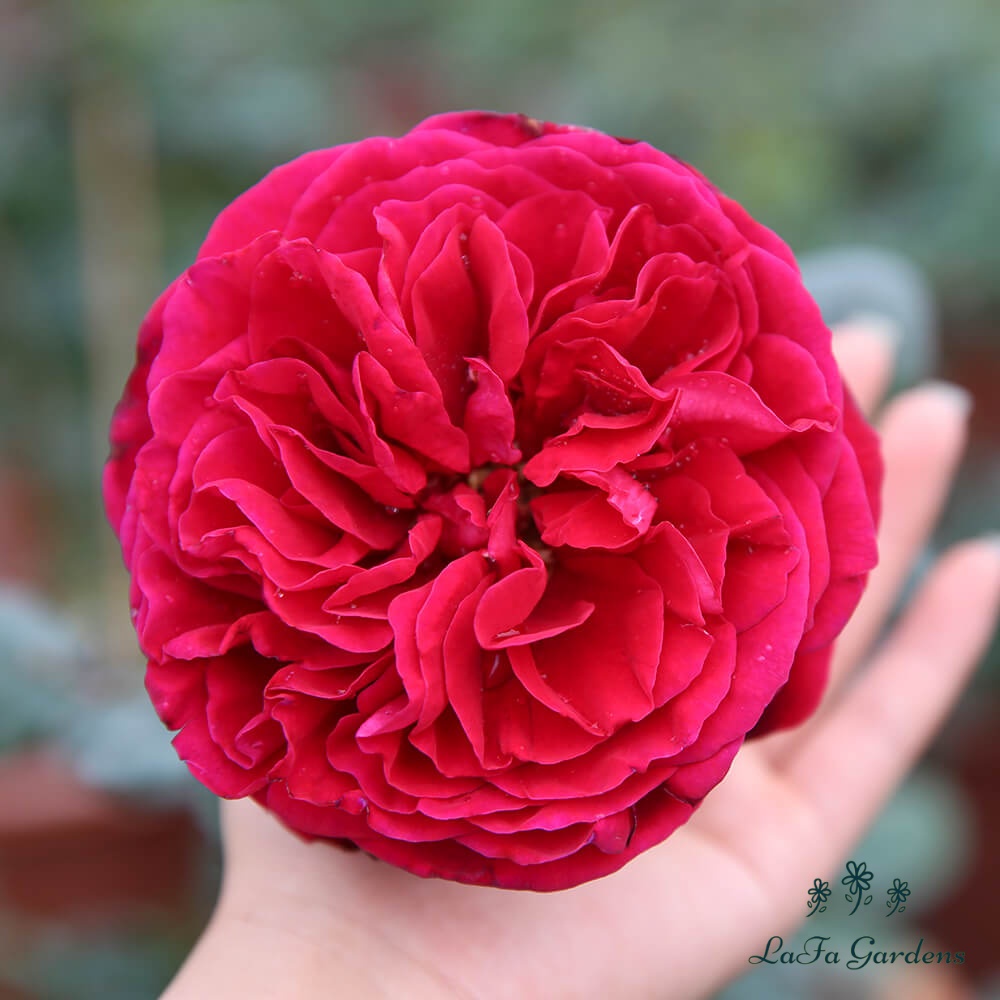 Mua Hoa hồng Pháp Rouge Royale, kích thước chiều cao (45-60cm), cây có ...