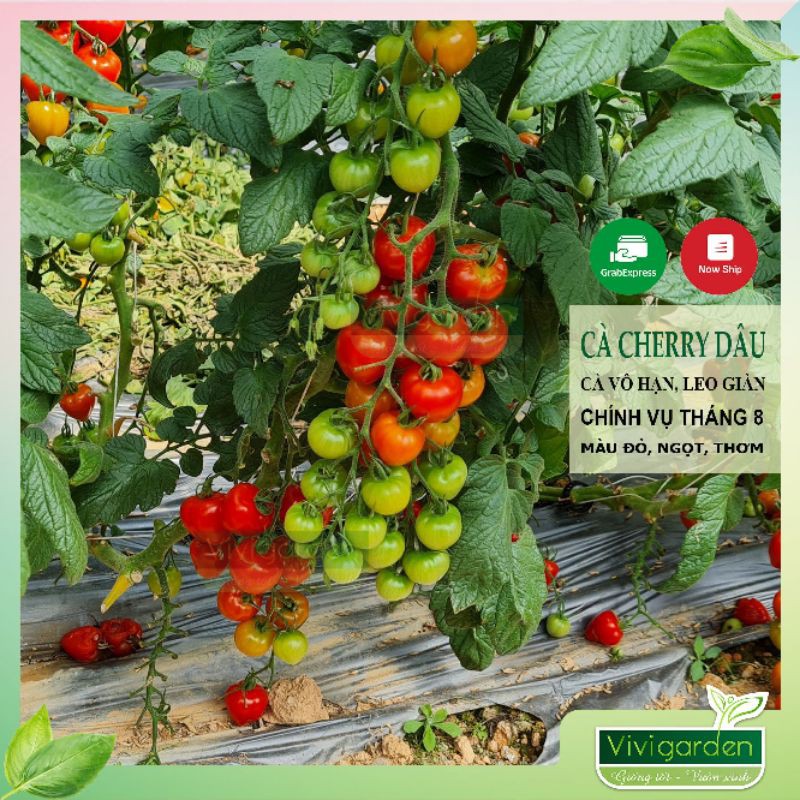 Mua Hạt giống cà chua Cherry Dâu Đỏ nhập Johnny Seeds siêu ngon, đẹp và ...