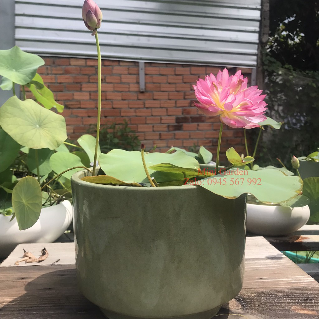 Sen Mini Garden, Cửa hàng trực tuyến | Shopee Việt Nam