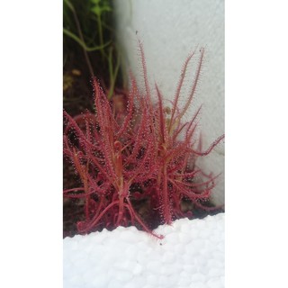 Cây gọng vó Drosera Indica Red | Shopee Việt Nam