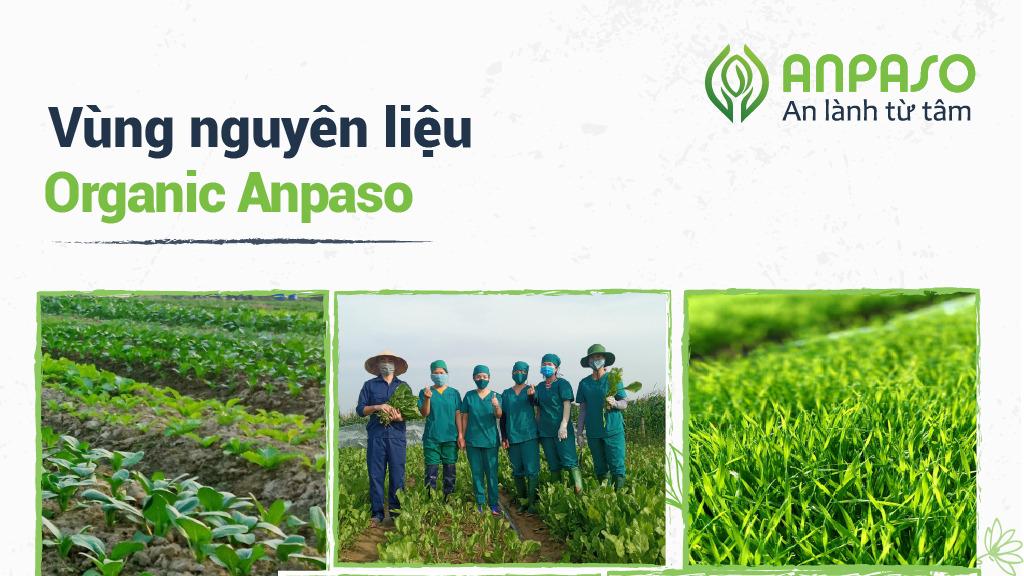 MÌ RAU CỦ ORGANIC - ANPASO, Cửa hàng trực tuyến | Shopee Việt Nam
