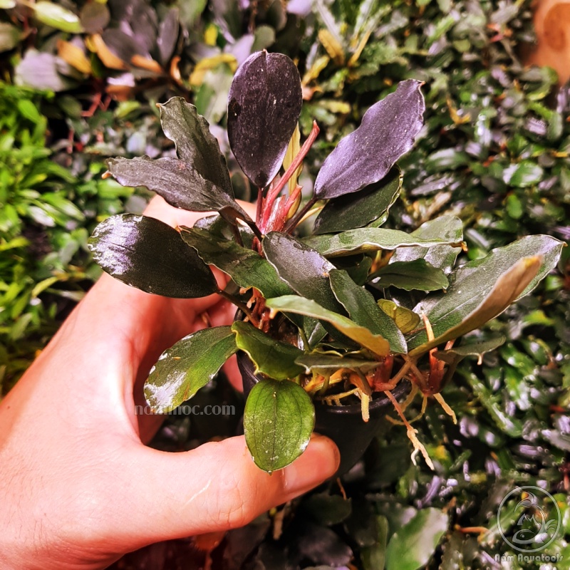 Mua Cây Bucep - Cây thuỷ sinh đẹp, ưa chuộng nhất hiện nay giá rẻ nhất ...