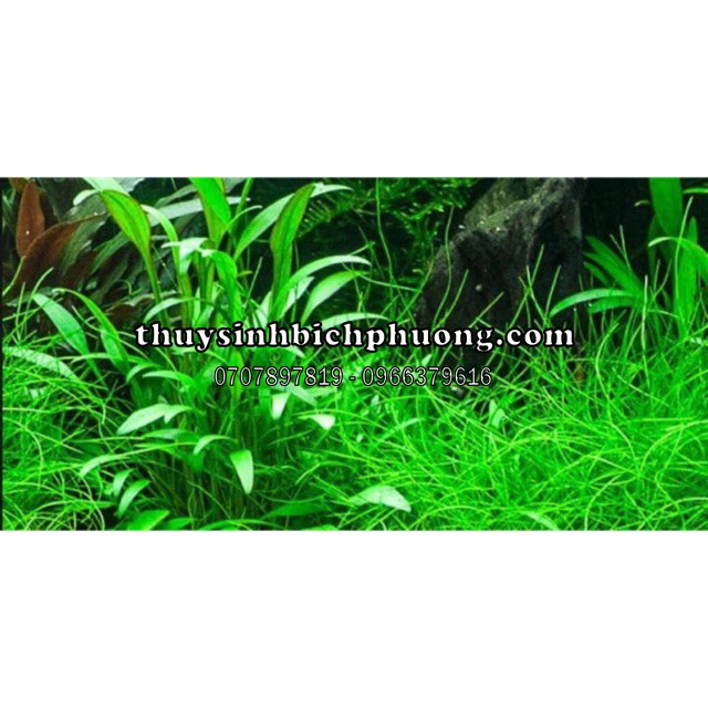 TIÊU THẢO PARVA MINI - CÂY THỦY SINH PRAVA TIỀN CẢNH TRẢI NỀN SIÊU ĐẸP ...