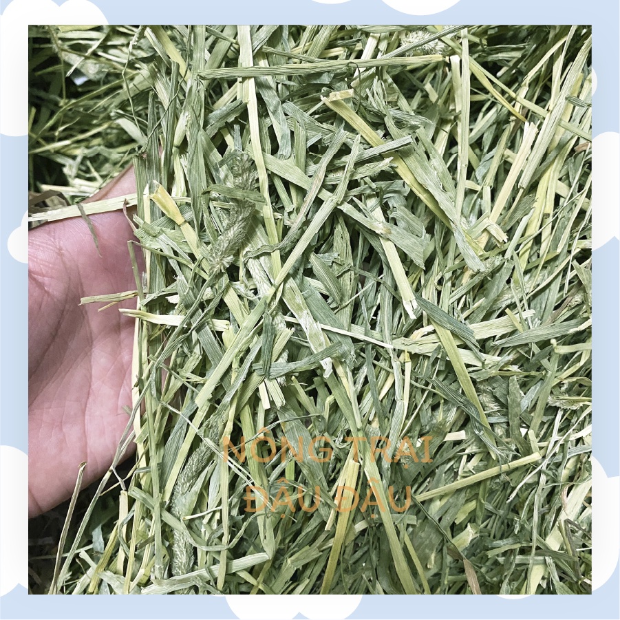 Cỏ Timothy Ward Rugh Nhiều Lá Cành Mềm Thức Ăn Cho Thỏ Bọ Ú Chinchilla ...