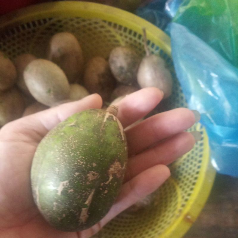 Mua 1kg cóc trái (cóc trái lớn/cóc non) 10-20k giá rẻ nhất | TecKi.Vn