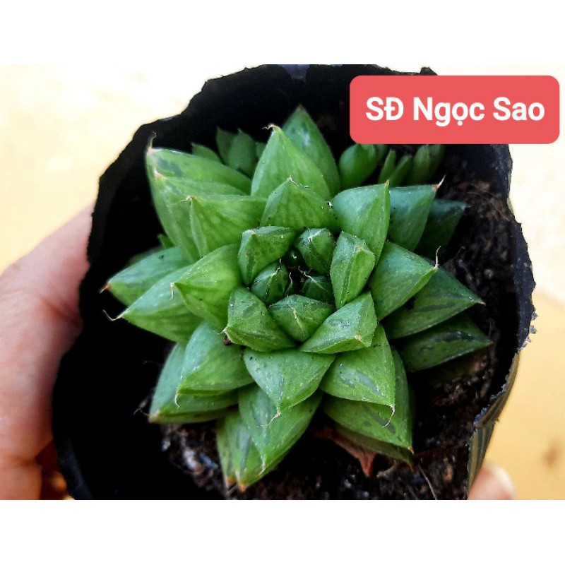 Mua Sen đá Ngọc (Tròn/Lá Dài/Lá Lớn/Guốc/Sao) - Hư 1 đổi 1- Cây cảnh ...