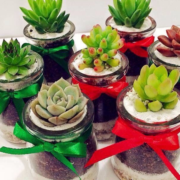 Min Garden- Cây cảnh Mini, Cửa hàng trực tuyến | Shopee Việt Nam