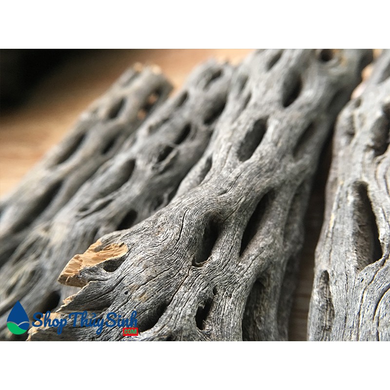 Mua Lũa xương rồng Cholla Cactus nguồn gốc Nam Mỹ giá rẻ nhất | TecKi.Vn