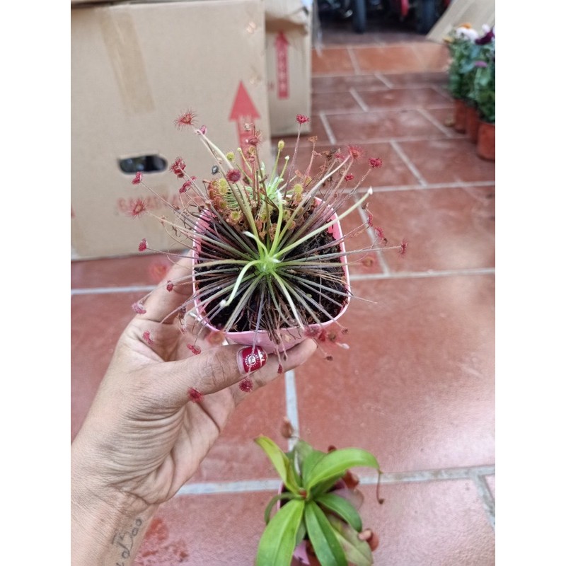 Cây gọng vó-Drosera Intermedia | Shopee Việt Nam