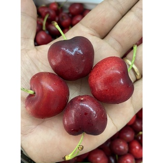 cherry cherry cherry | Shopee Việt Nam