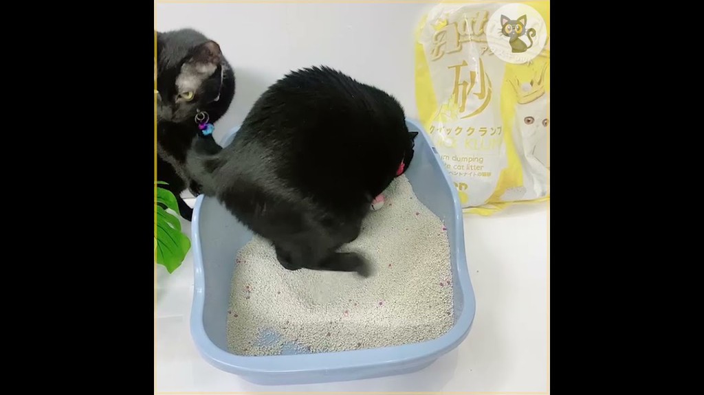 Cat Mun Shop, Cửa hàng trực tuyến | Shopee Việt Nam