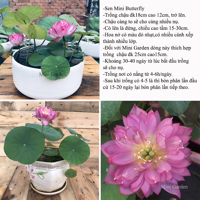 Mua Củ Sen Mini Nhật Butterfly - Củ Sen Giống - Củ Sen Mini Ra Hoa Sau ...