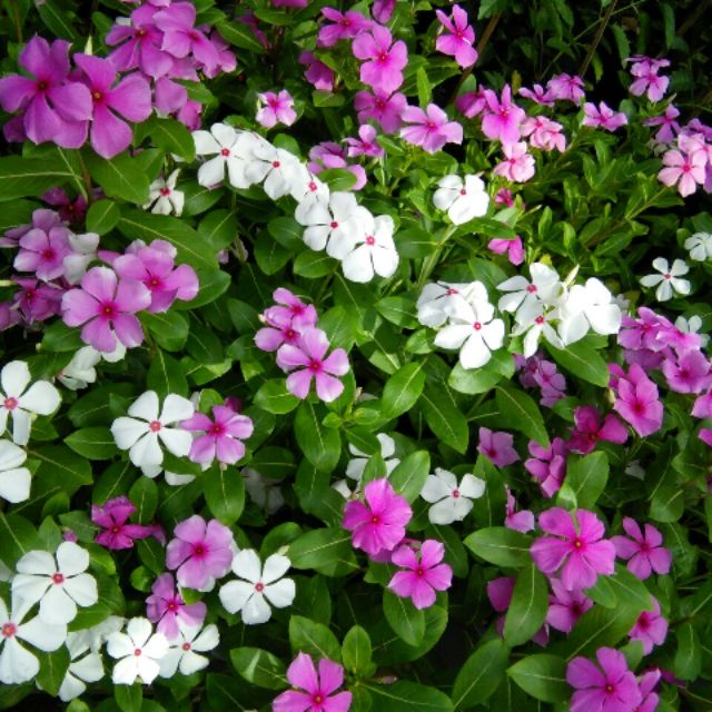 Combo 2 Chậu hoa dừa cạn. | Shopee Việt Nam