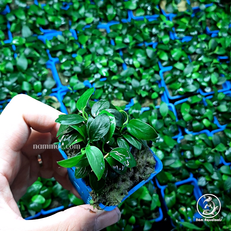 Mua Cây Ráy Nana (Ráy lá nhỏ) | Cây Thuỷ Sinh Dán Lũa Đá giá rẻ nhất ...