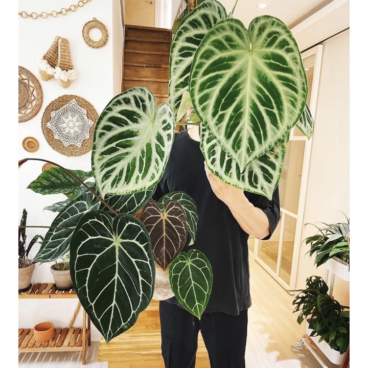 Cây Anthurium Silver Blush | OnlyPlants VN