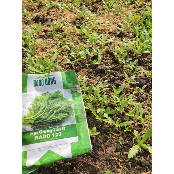 Hạt Giống Rau Tần Ô (rau cải cúc) Rado 123, gói 20gram, Rau củ quả ...