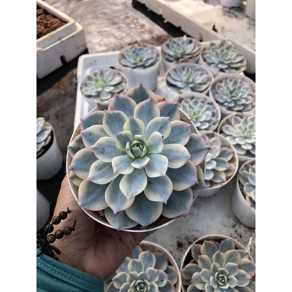 Sen đá hồng phấn: Thiên đường đầy hoa thơm! (Click ngay để khám phá ...