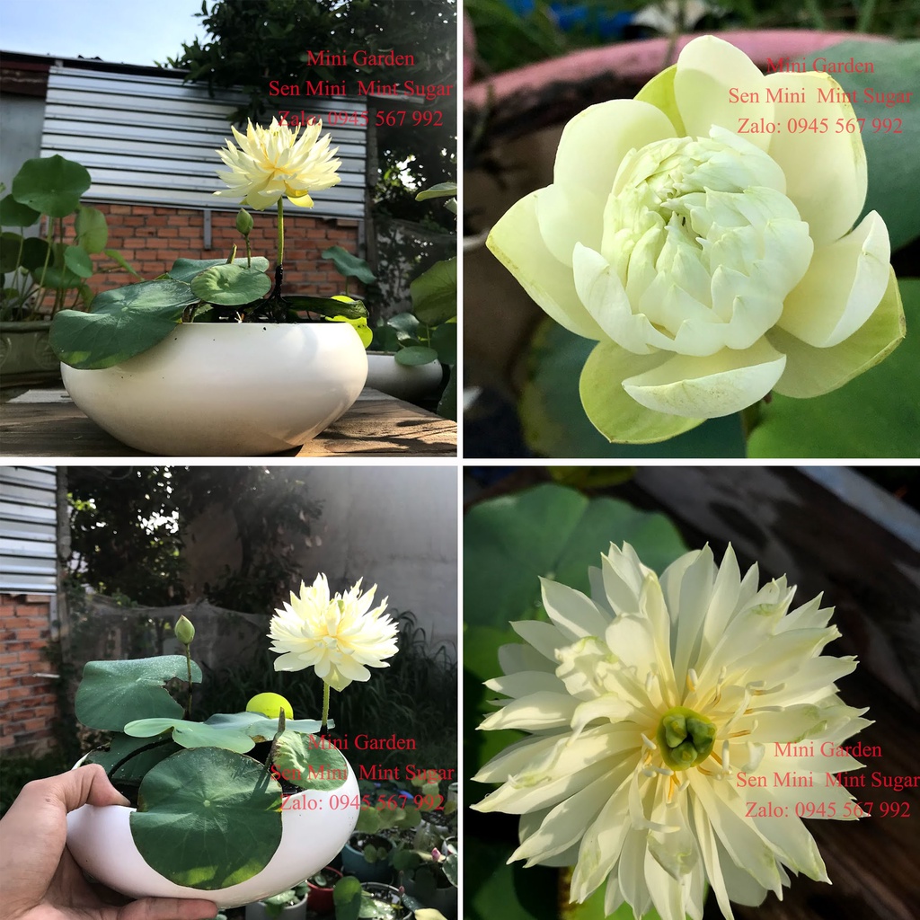 Củ Sen Mini Nhật Mint Sugar - Củ Sen Giống - Củ Sen Mini Ra Hoa Sau 30 ...