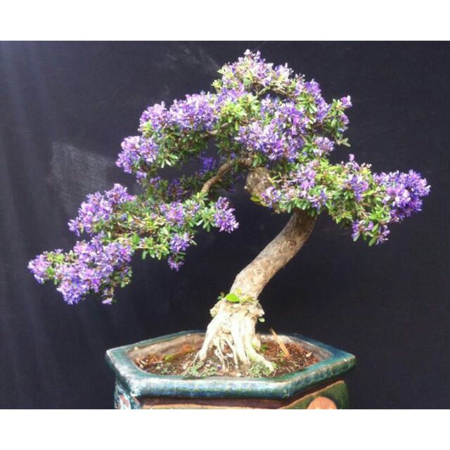 Linh sam hạt gạo có thể tạo dáng bonsai chính hãng 70.000đ