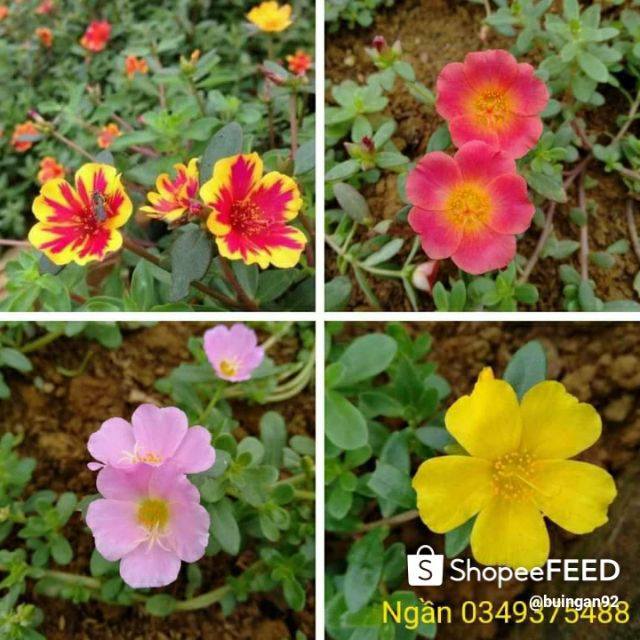 1kg Hoa Sam Mix Màu | Shopee Việt Nam