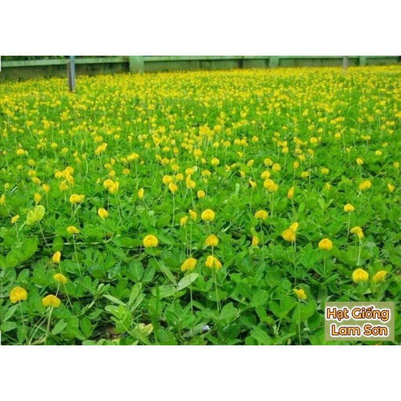 Mua HẠT GIỐNG CỎ LẠC ĐẬU PHỘNG - Loại Cỏ Nổi Tiếng, Tạo Cảnh Đẹp Sân ...