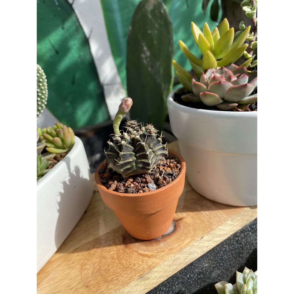 Mua CHẬU ĐẤT NUNG MINI - CHẬU TRỒNG SEN ĐÁ, XƯƠNG RỒNG, BONSAI - NHIỀU ...