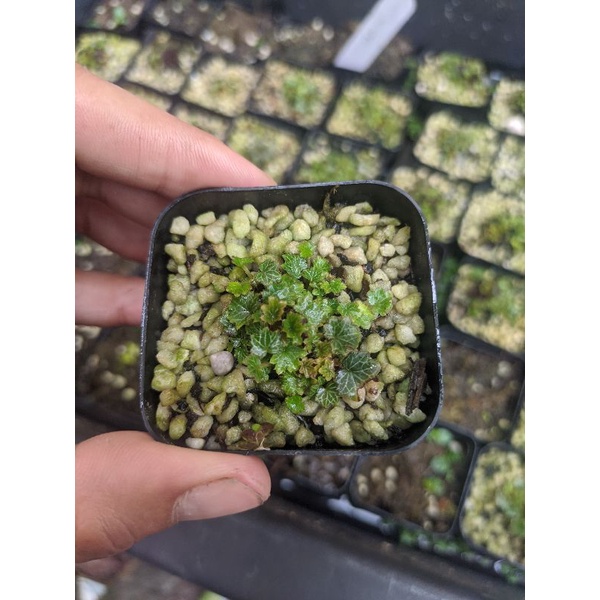 Mua cây cảnh Micro Strawberry Begonia (Saxifraga stolonifera) giá rẻ ...