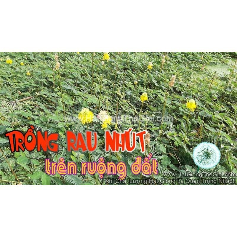 100h Hạt Giống Rau Nhút Rau Rút Dút | Shopee Việt Nam