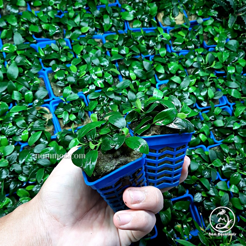 Mua Cây Ráy Nana (Ráy lá nhỏ) | Cây Thuỷ Sinh Dán Lũa Đá giá rẻ nhất ...