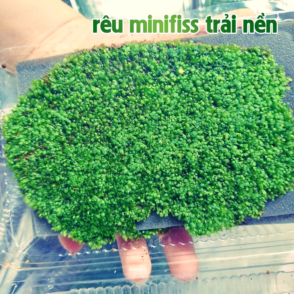 Mua Rêu Mini fiss Lá Nước | Rêu Minifiss Lá Nước Trải Nền Bể Cá Thuỷ ...
