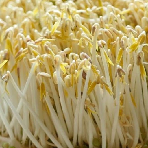 Mua Hạt giống rau Mầm Đậu Xanh - Mầm đậu Giá Đỗ VTS163 | Vạn Tín Store ...