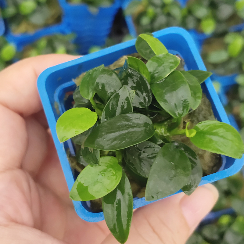 Ráy nana cây thủy sinh ráy nana lá nhỏ trang trí bể thủy sinh hồ cá ...