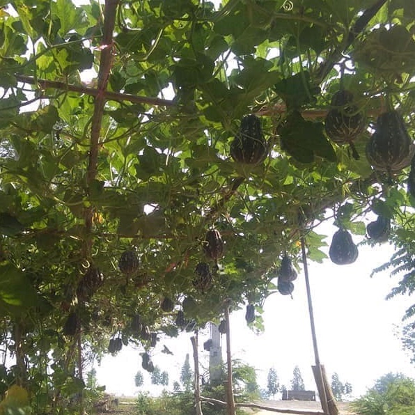 Mua HẠT GIỐNG BÍ HẠT ĐẬU LEO GIÀN GALAXY F1_ Siêu trái, nảy 99% giá rẻ ...