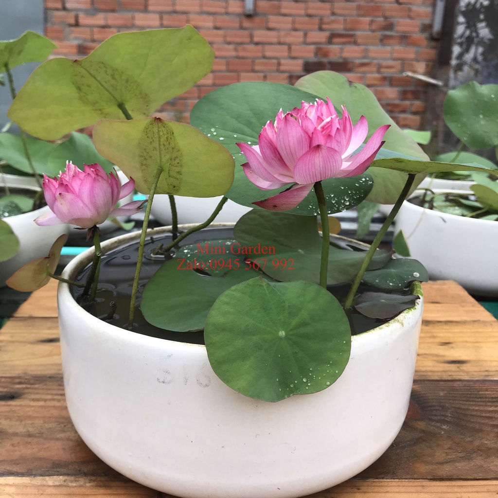 Mua Củ Sen Mini Nhật Butterfly - Củ Sen Giống - Củ Sen Mini Ra Hoa Sau ...