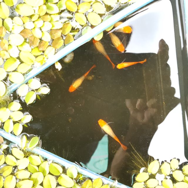 Guppy Koi Red - Gen ribbon, red ear | Shopee Việt Nam