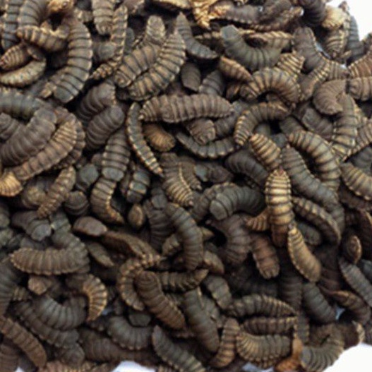 Prepupa maggot maggot Fly bsf 500 Grams | Shopee Việt Nam