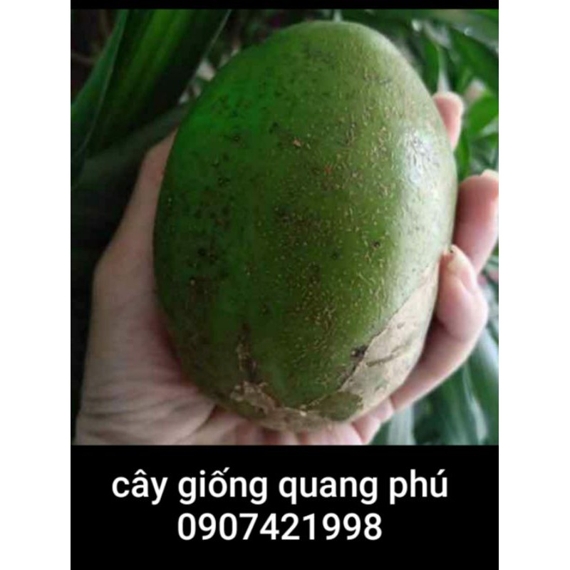 GIỐNG CÂY CÓC CẦY (QUẢ KHỔNG LỒ) | Shopee Việt Nam