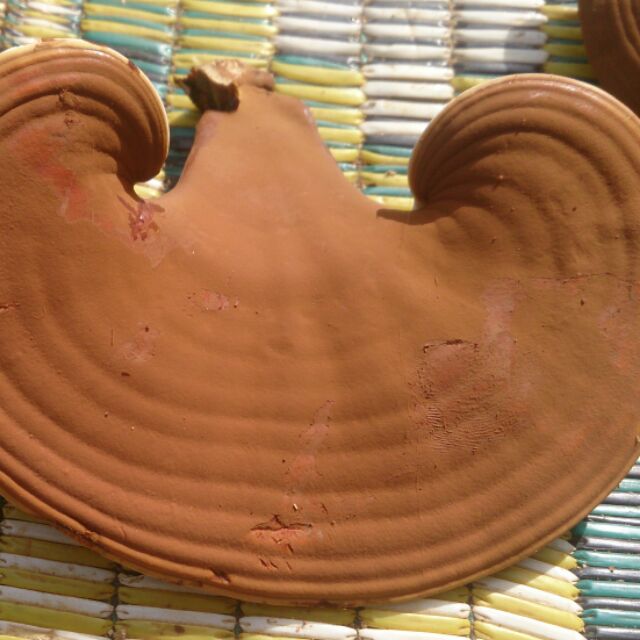 jobia, Cửa hàng trực tuyến | Shopee Việt Nam