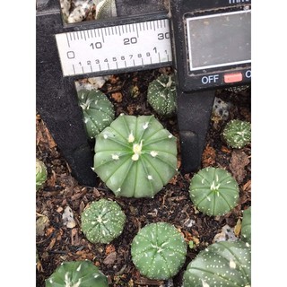 XƯƠNG RỒNG ASTER LAI DÊ SIZE 2-3CM | Shopee Việt Nam