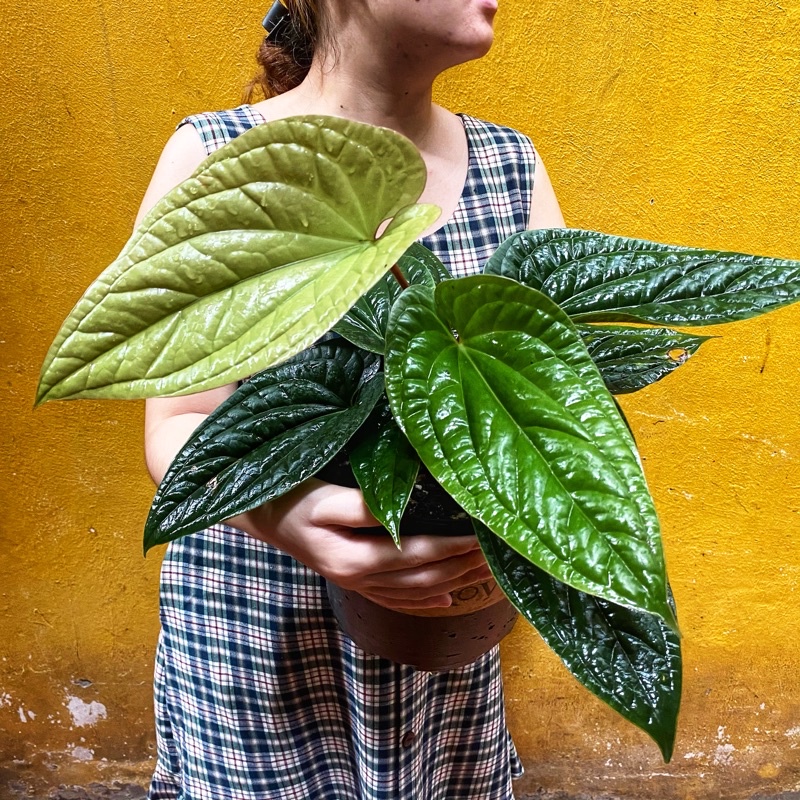 Cây Anthurium Radicans Size Trưởng Thành | OnlyPlants VN