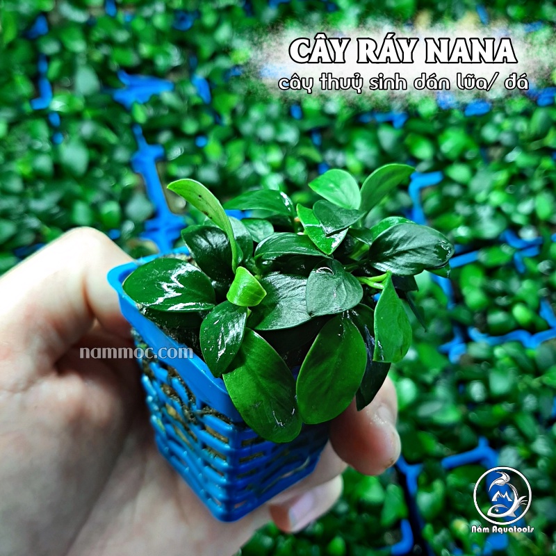 Mua Cây Ráy Nana (Ráy lá nhỏ) | Cây Thuỷ Sinh Dán Lũa Đá giá rẻ nhất ...