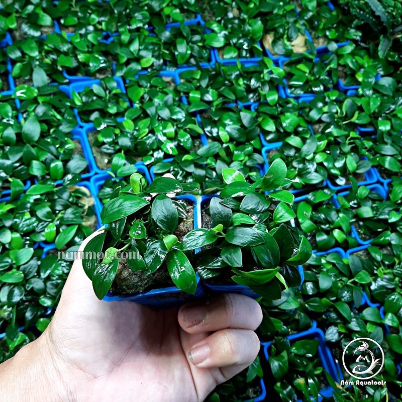 Mua Cây Ráy Nana (Ráy lá nhỏ) | Cây Thuỷ Sinh Dán Lũa Đá giá rẻ nhất ...